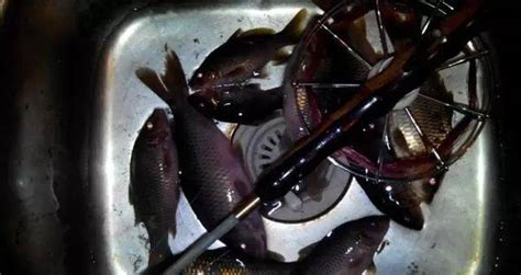 广西河边钓鱼，鸟枪换成大炮，一条接着一条钓友筏杆效果