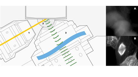Zeiss Lattice Lightsheet 7