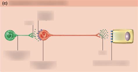 Bio 201 Sympathetic Cholinergic Fiber Diagram Quizlet