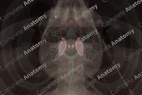 Corpus Striatum Complete Anatomy
