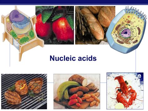 Nucleic Acids Biology For Non Majors I Vrogue Co
