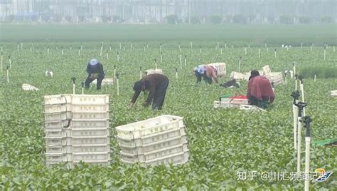 商水供港蔬菜采收忙 知乎