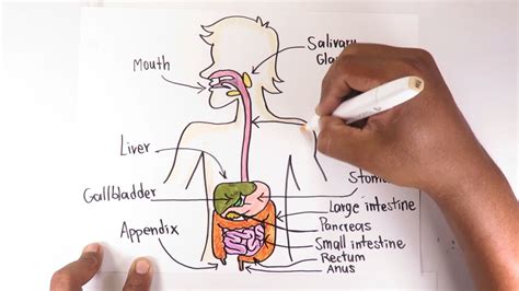 Learn To Draw The Digestive System YouTube