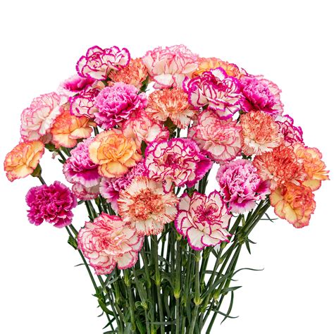 Flowerprime 50 Bicolor Carnations Fresh Natural Cut