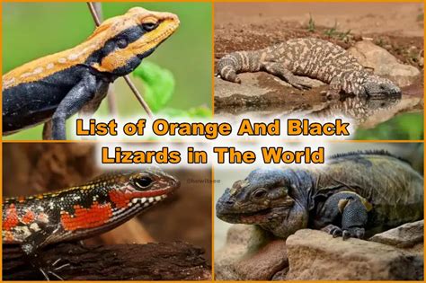 List Of 15 Orange And Black Lizards In The World 2023 Howitsee
