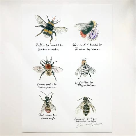 Bee Chart Open Edition Signed Print Etsy Singapore