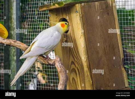 Lutino Cockatiel Looking In A Bird House Popular Color Mutation In Aviculture Tropical Bird