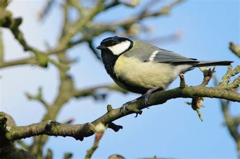 Birds That Eat Mosquitoes And Bad Garden Bugs Garden Bugs How To