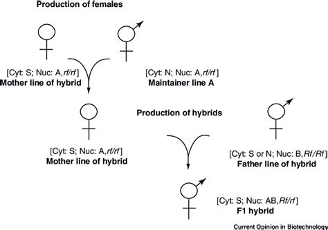 3 The Production Of Male Fertile F1 Hybrid Seed By The Use Of