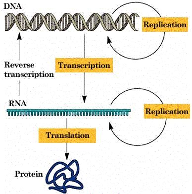 Reverse Translation Discovered Byte Size Biology