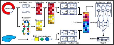 Crmss Predicting Circrna Rbp Binding Sites Based On Multi Scale