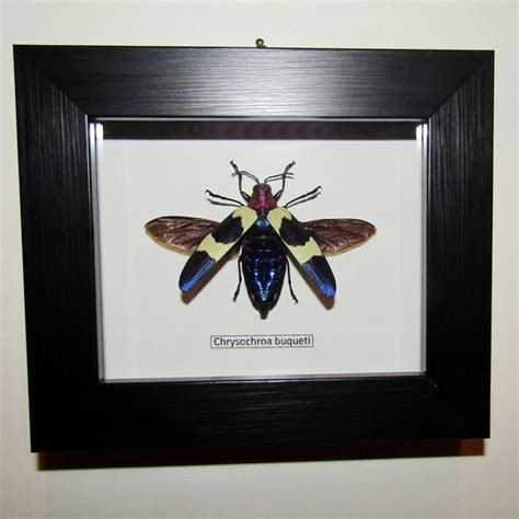 Украшение настенное интерьерное Хризохроа в рамке купить по доступным ценам в интернет