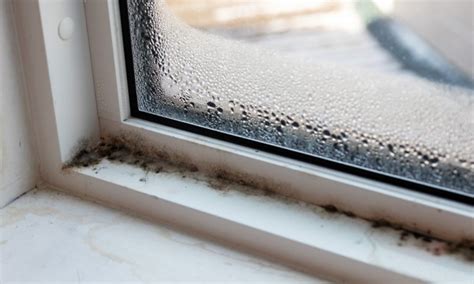 Mildew Vs Mold Differences Facts And Prevention