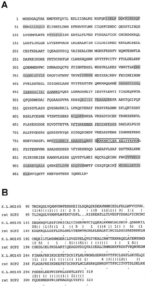 Amino Acid Sequence Of Xenopus Protein No145 And Comparison With The