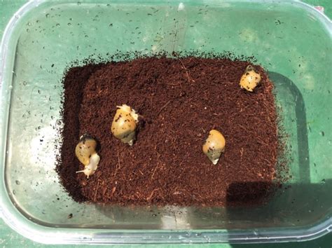 금와달팽이 키우기 너무 잘 커요 But 절대방생금지 네이버 블로그