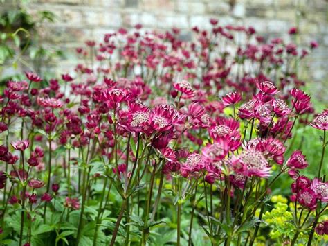 Астранция Венеция (71 фото) - фото - картинки и рисунки: скачать бесплатно