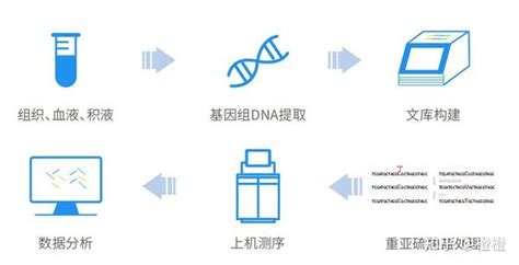 表观组学干货 全基因组甲基化测序技术流程介绍 知乎