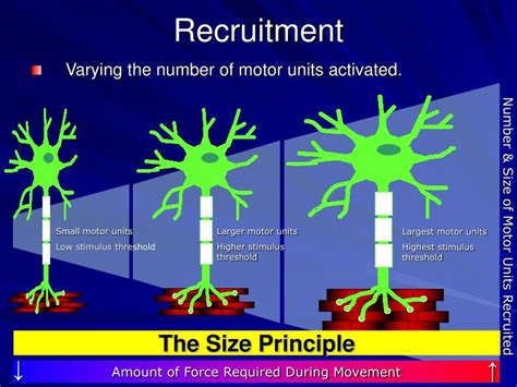 PPT Motor Function And The Motor Unit PowerPoint Presentation ID