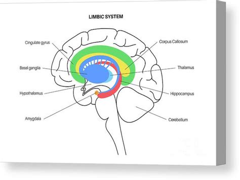 Simple Limbic System Diagram