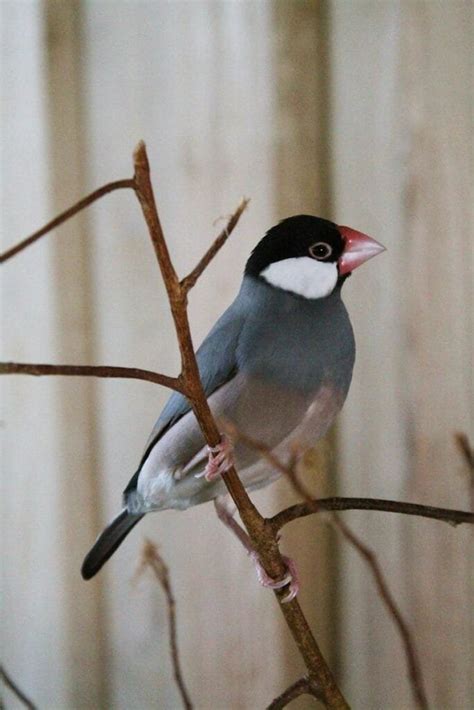 Java Sparrow Java Bird Care Guide Facts Habitat And Faqs
