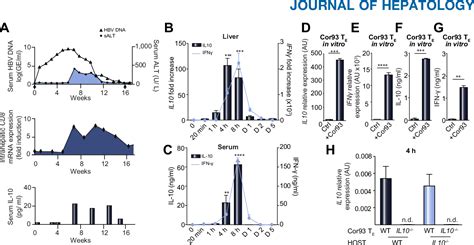 Figure 1 From Effector Cd8 T Cell Derived Interleukin 10 Enhances