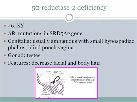 Role Of Imaging In Ambiguous Genitalia Ppt