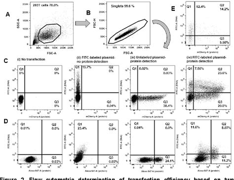 Figure 1 From A Flow Cytometric Method To Determine Transfection Efficiency Semantic Scholar
