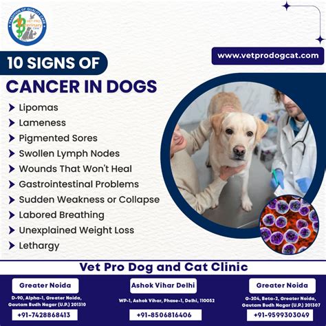 10 Signs Of Cancer In Dogs