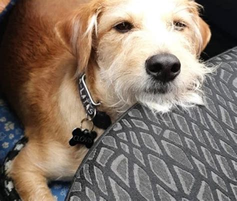 Pet Model Brasil › Clóvis