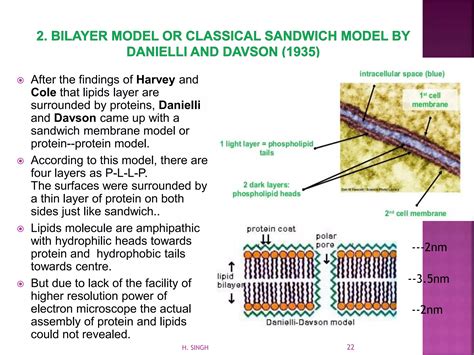 Plasma Membrane Structure And Functions PDF