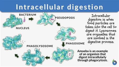 Digestive System Cells