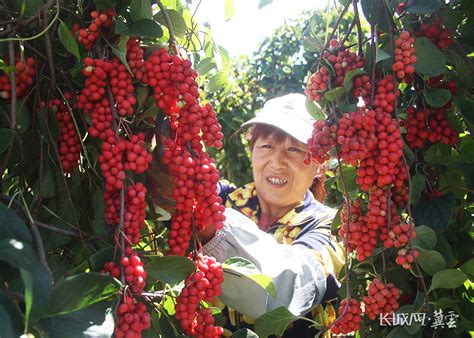 唐山丰润：五味子喜获丰收 唐山频道 长城网