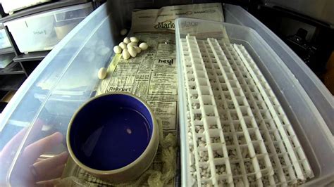 Perth Python Antaresia Perthensis Just Laid A Good Clutch Youtube