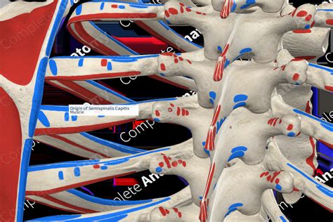 Origin Of Semispinalis Capitis Muscle Complete Anatomy