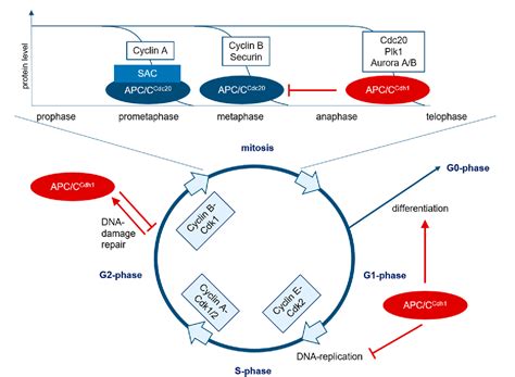 Figure 1 From The Role Of The Apc C And Its Coactivators Cdh1 And Cdc20 In Cancer Development