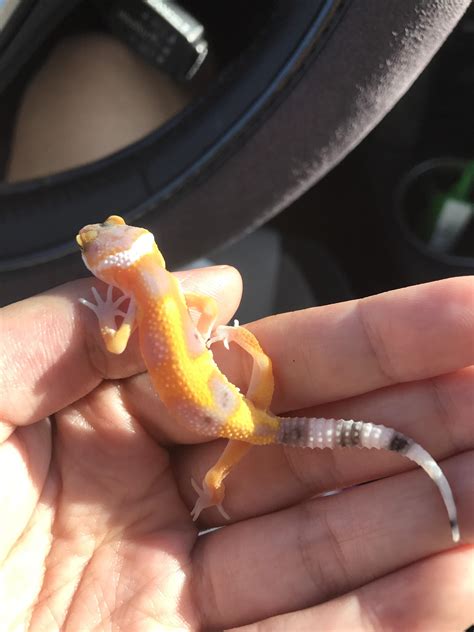 I Brought Home A Shiny Treeko Today No Idea What Morph R Leopardgeckos