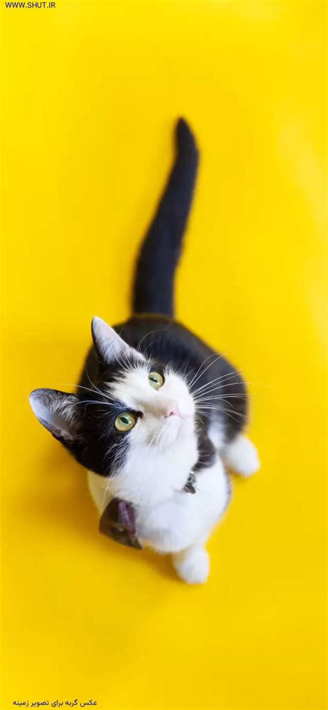 عکس تصویر زمینه گربه سیاه