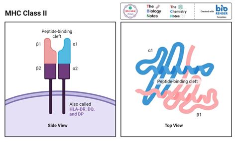 Mhc Class I Class Ii Antigen Processing And Presentation