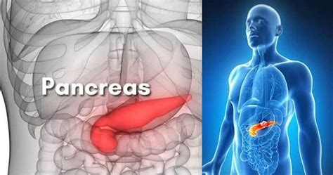Пречистване на панкреаса 10 рецепти Демир бозан истината за прочутата билкова комбинация