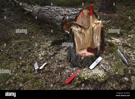 Hazardous Tree Felling With Undercut Retaining Strap Stock Photo Alamy