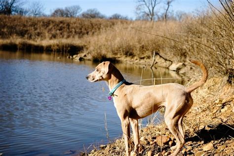 Unleashing Texas Charm And Boundless Energy In The Blue Lacy Dog