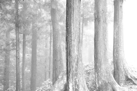 숲 산악사진갤러리 사한국산악사진작가협회