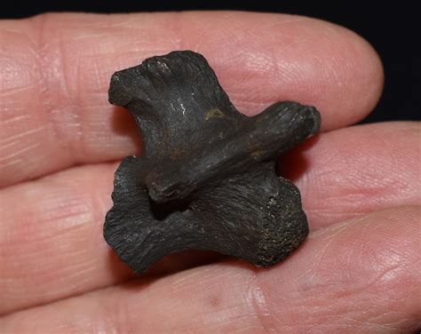 Great Fully Fossilized Turtle Vertebra Pleistocene 10000 18 Million
