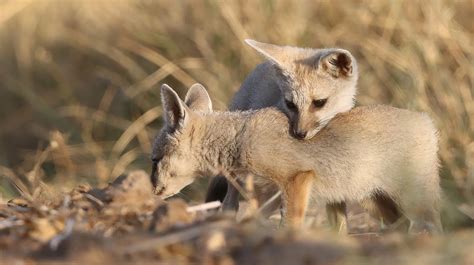 10 Free Fox Pups And Fox Images Pixabay