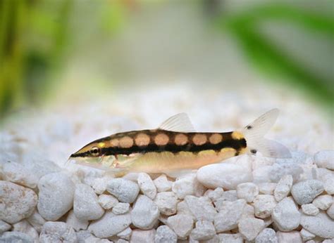 Top 5 Bottom Dwellers You Need For A Freshwater Aquarium Aquarium Co Op