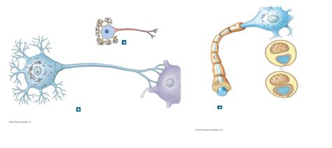 Anatomy Lab Spinal Cord Model Diagram Quizlet
