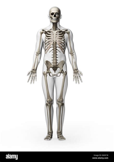Full Body Human Anatomy Hi Res Stock Photography And Images Alamy