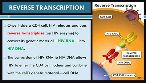 Pathophysiology Of Hiv Aids Pdf