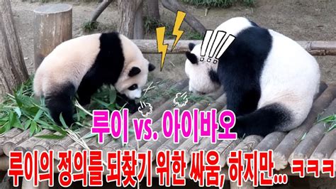 루이바오가 반항하며 엄마를 때리고 도망쳤어요💨😂 아이바오는 화가 나서 루이바오를 엄격하게 혼내기로 결심했어요 😭 세상에 루이바오가 맞는 모습을 보니 마음이 너무