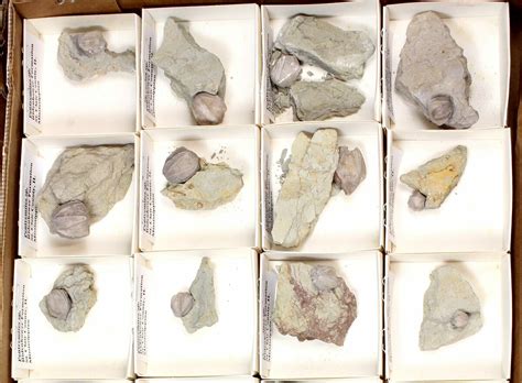 Lot Blastoid Fossils On Shale From Illinois Pieces For Sale FossilEra Com